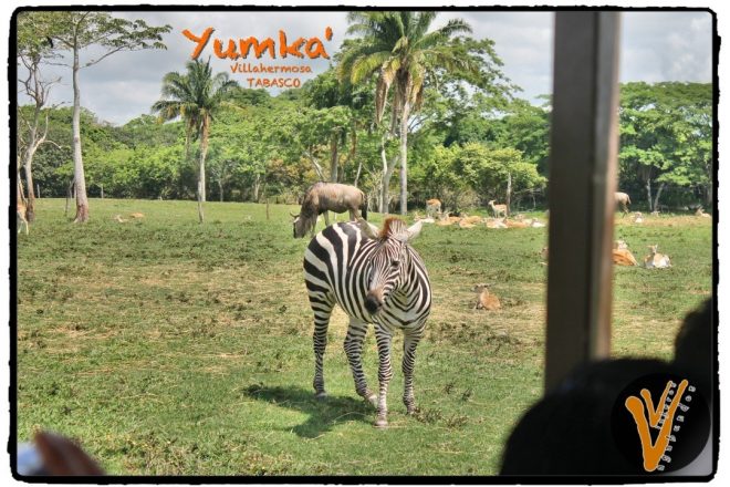 Todo Naturaleza en Yumka y Pantanos de Centla en Tabasco